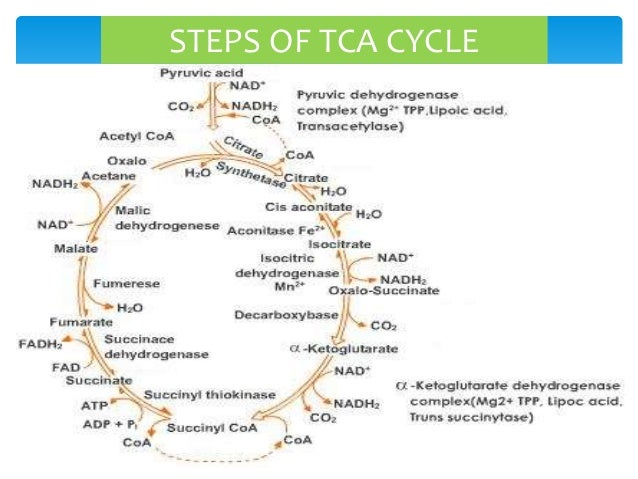 TCA cycle