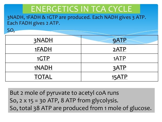TCA cycle