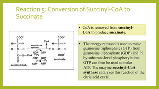 The TCA Cycle | PPTX