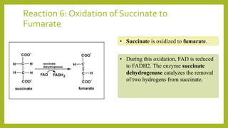 The TCA Cycle | PPTX