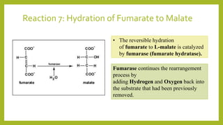 The TCA Cycle | PPTX