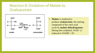 The TCA Cycle | PPTX