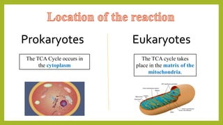 The TCA Cycle | PPTX