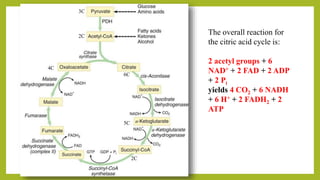 The TCA Cycle | PPTX