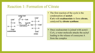 The TCA Cycle | PPTX