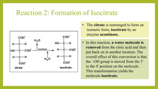 The TCA Cycle | PPTX