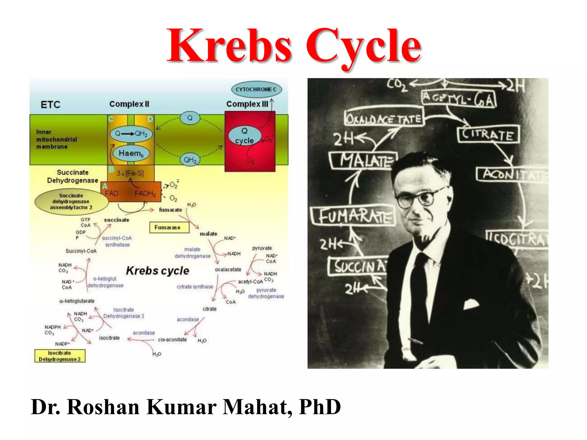 TCA cycle/Krebs cycle/Citric acid cycle | PPTX