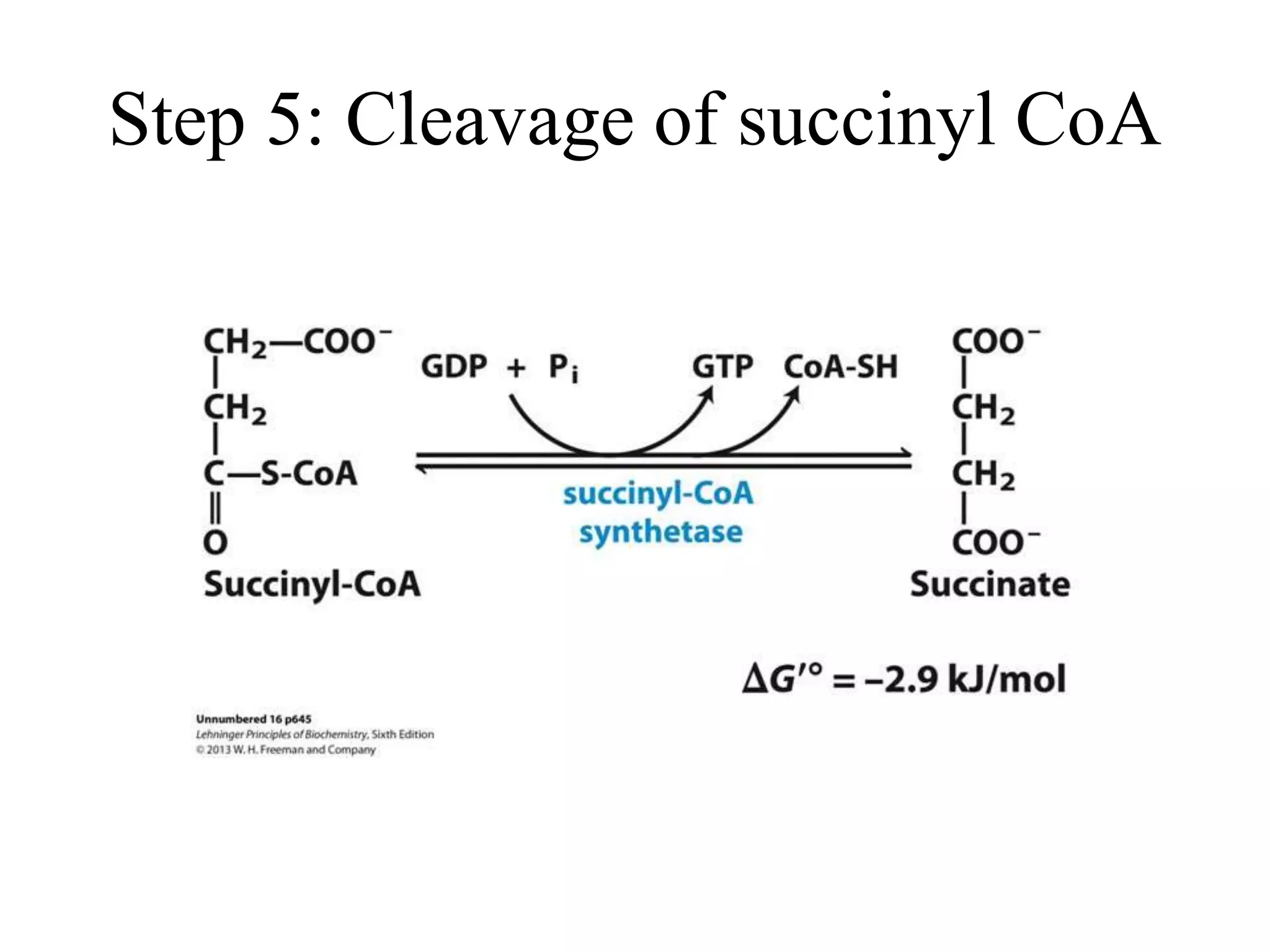 Tca Cyclekrebs Cyclecitric Acid Cycle Ppt