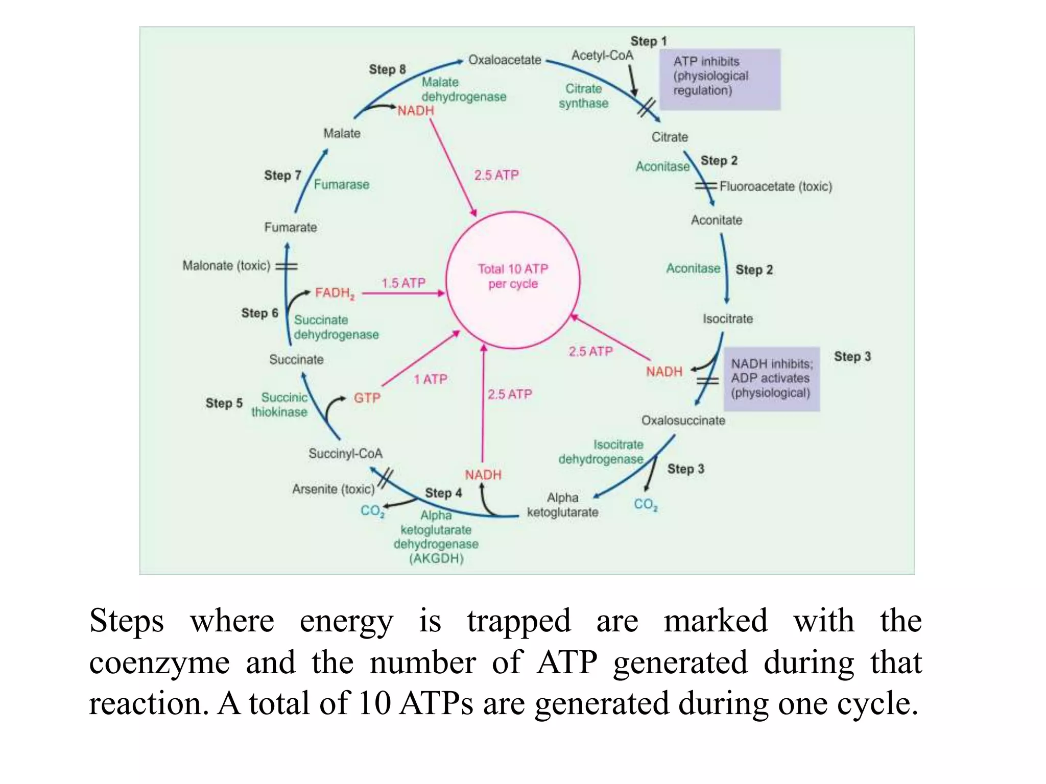 TCA cycle/Krebs cycle/Citric acid cycle | PPTX
