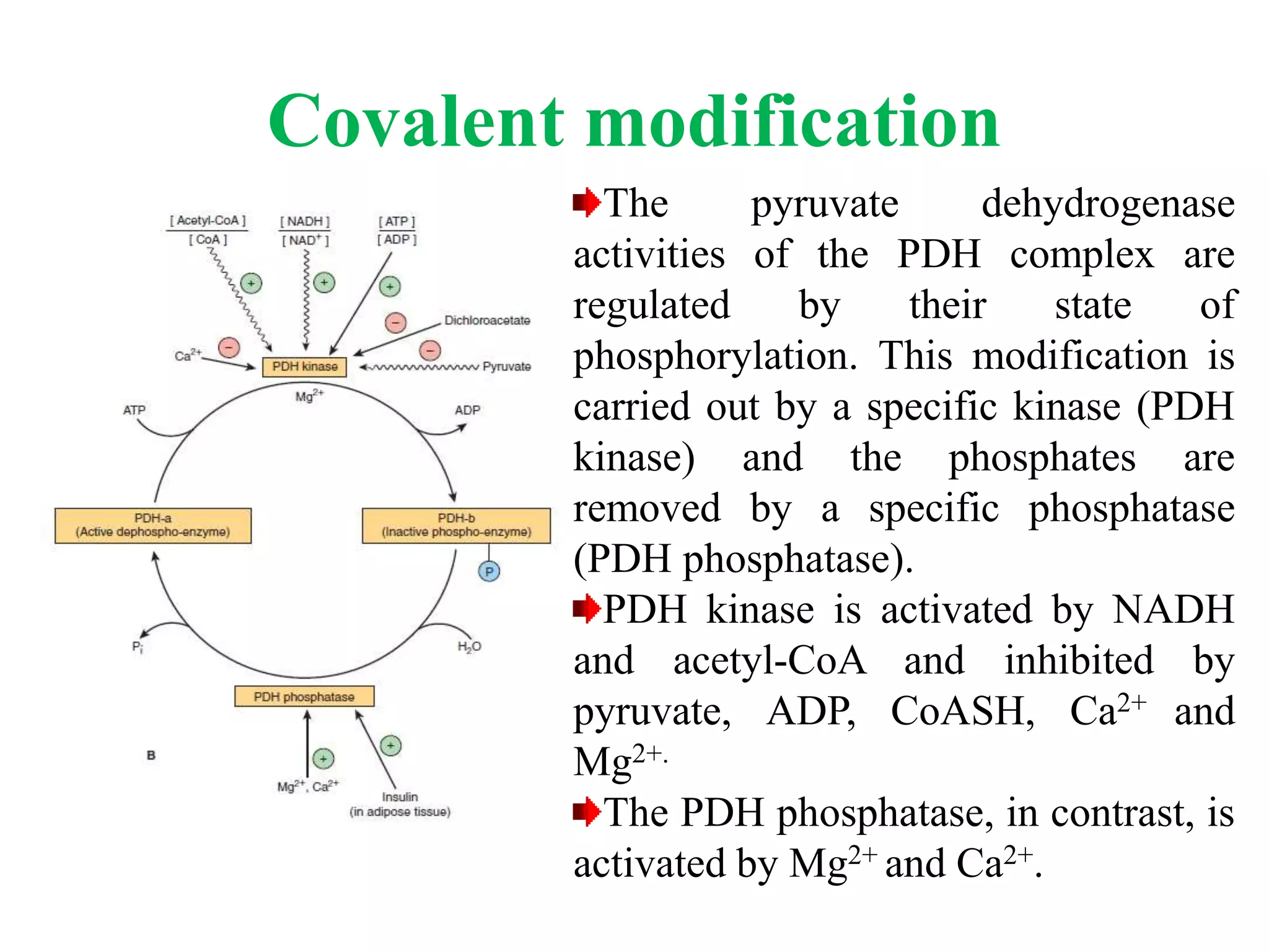 Tca Cycle Krebs Cycle Citric Acid Cycle Pptx
