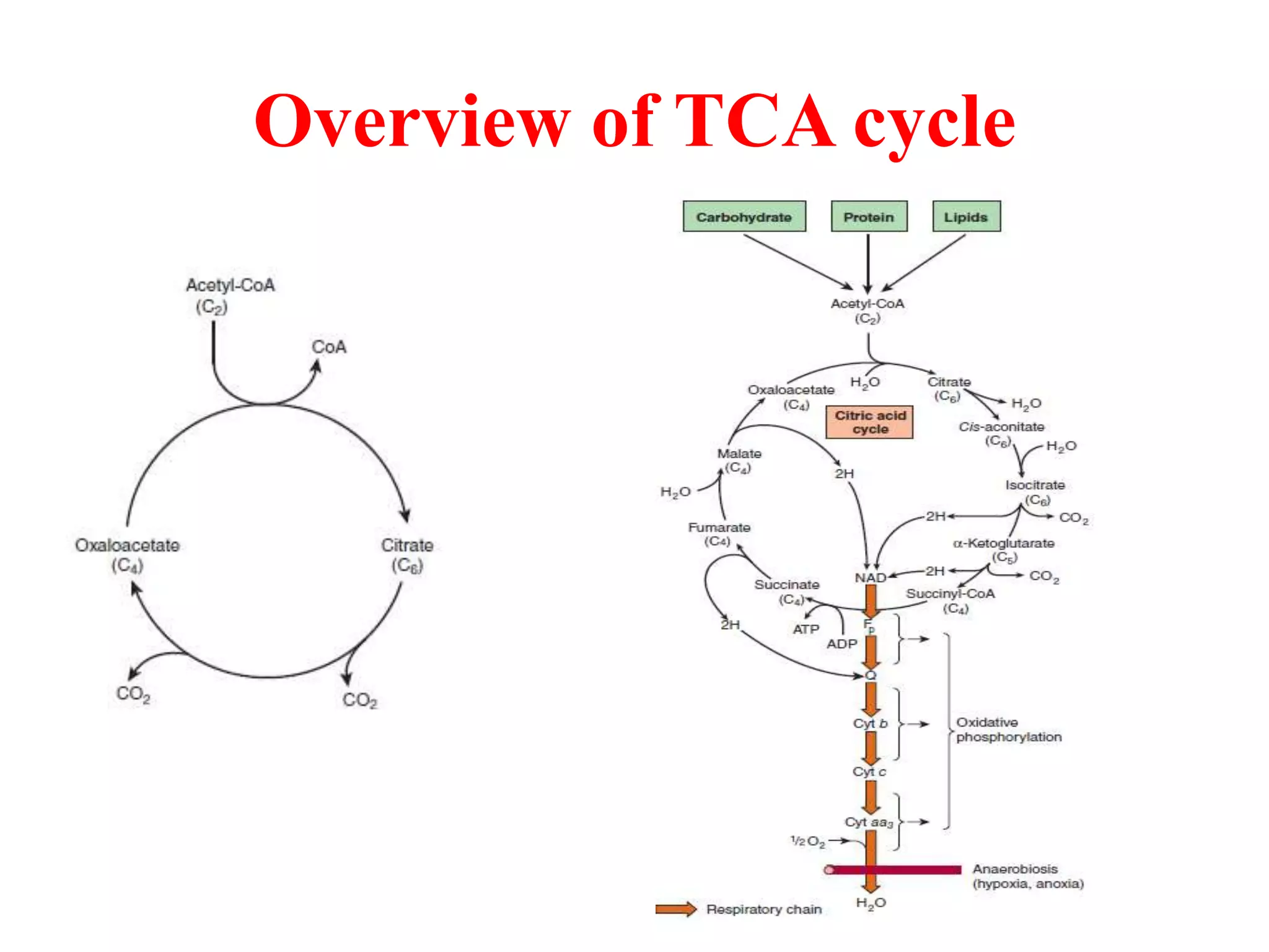 Tca Cycle Krebs Cycle Citric Acid Cycle Pptx