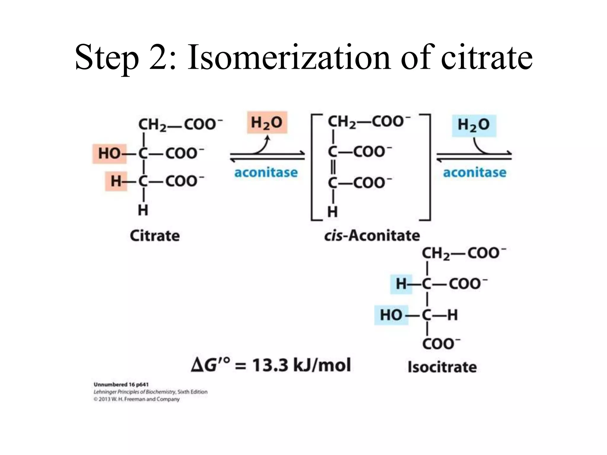 Tca Cycle Krebs Cycle Citric Acid Cycle Pptx