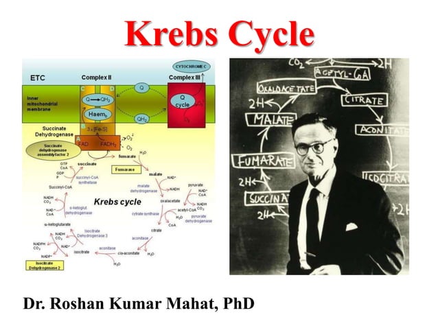 Tca Cycle Krebs Cycle Citric Acid Cycle Pptx