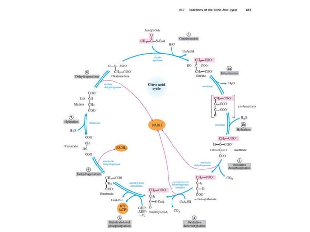 TCA cycle/Krebs cycle/Citric acid cycle | PPTX | Endocrine and ...