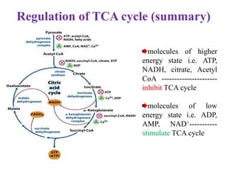 TCA cycle/Krebs cycle/Citric acid cycle | PPTX