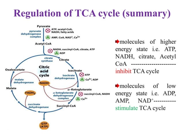 Tca Cycle Krebs Cycle Citric Acid Cycle Pptx
