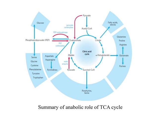 TCA cycle/Krebs cycle/Citric acid cycle | PPTX | Endocrine and ...