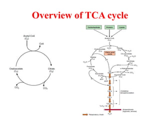 TCA cycle/Krebs cycle/Citric acid cycle | PPTX
