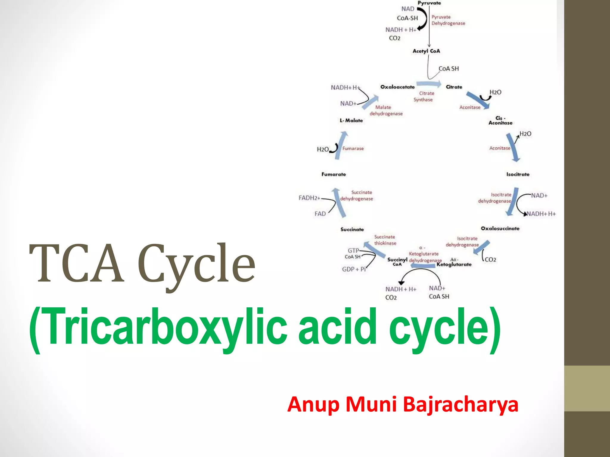 TCA cycle (Tricarboxylic acid cycle) | PDF
