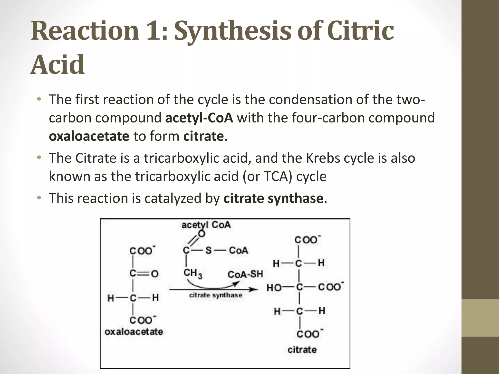 TCA cycle (Tricarboxylic acid cycle) | PDF