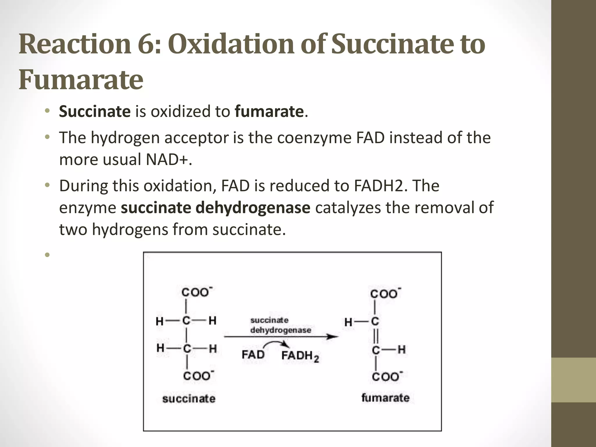TCA cycle (Tricarboxylic acid cycle) | PDF