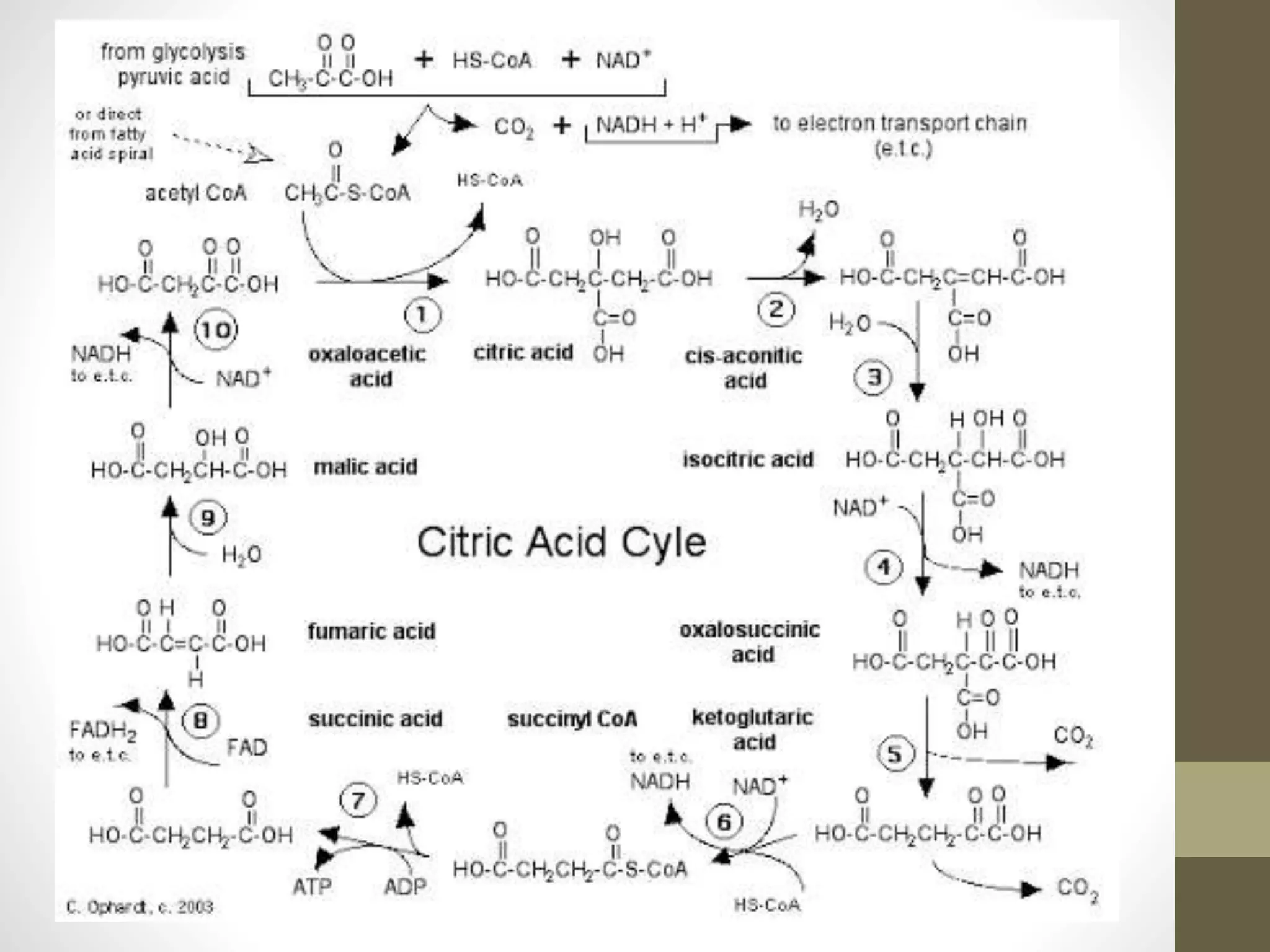 TCA cycle (Tricarboxylic acid cycle) | PDF