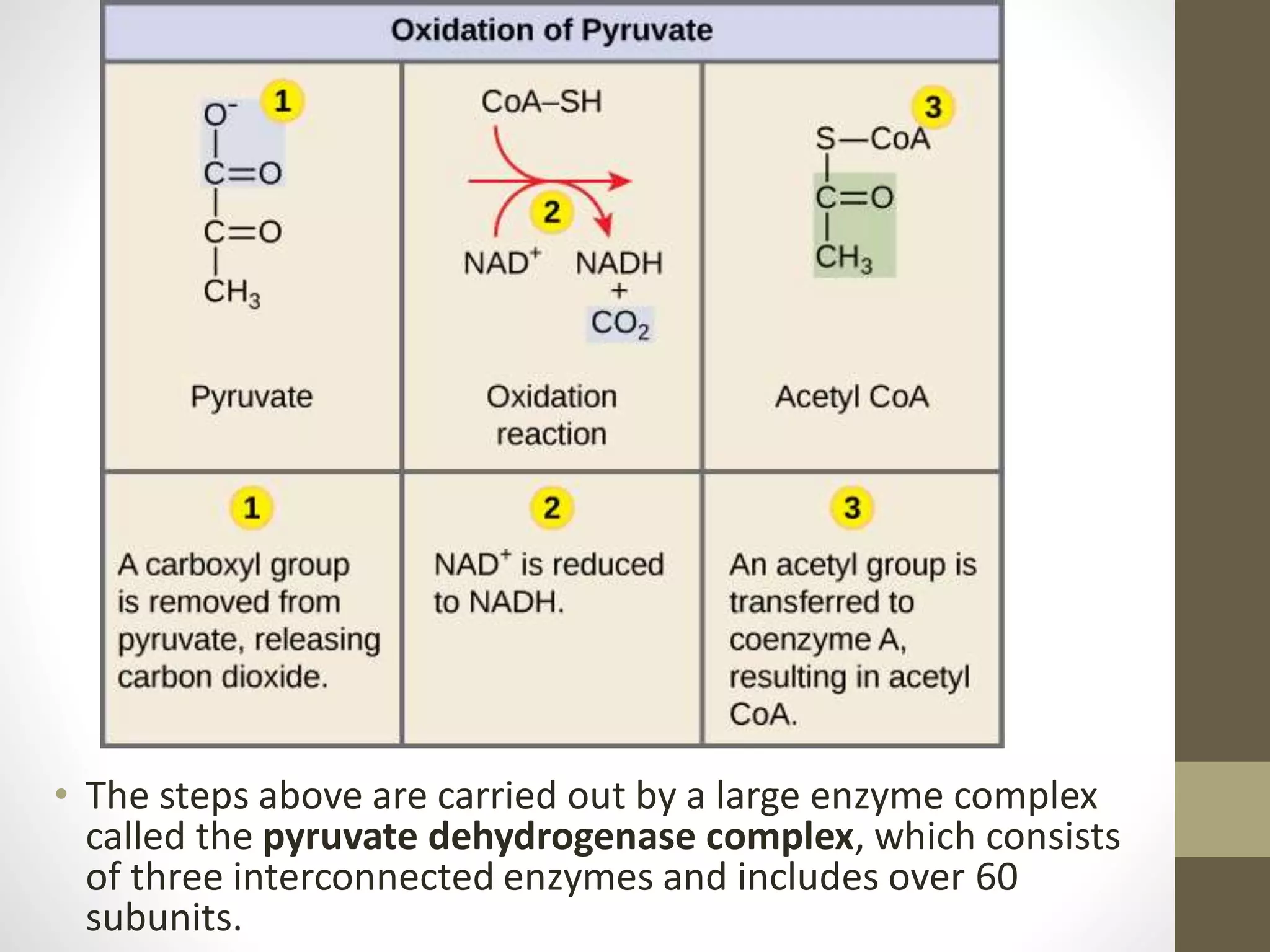 TCA cycle (Tricarboxylic acid cycle) | PDF