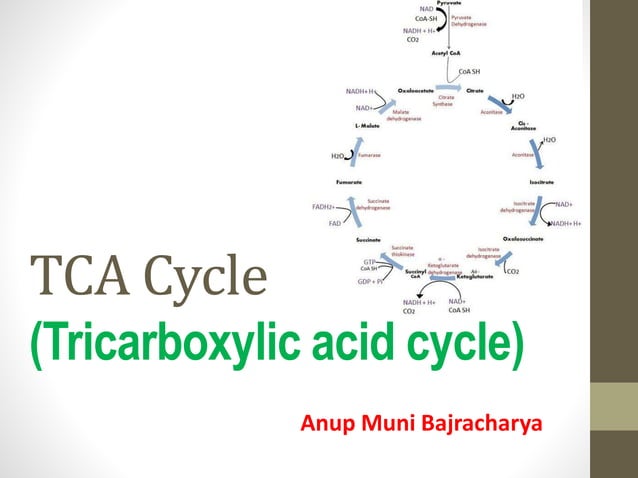 TCA cycle (Tricarboxylic acid cycle) | PDF | Endocrine and Metabolic ...