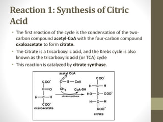 TCA cycle (Tricarboxylic acid cycle) | PDF