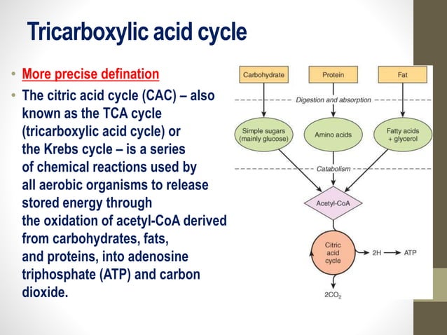 TCA cycle (Tricarboxylic acid cycle) | PDF | Endocrine and Metabolic Diseases | Diseases and ...