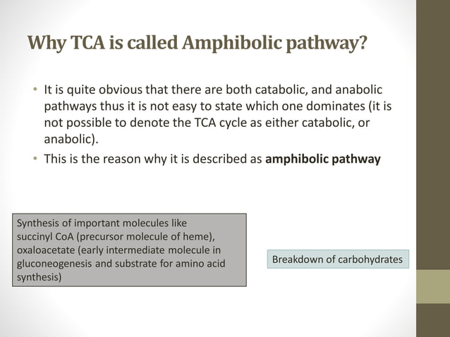 TCA cycle (Tricarboxylic acid cycle) | PDF | Endocrine and Metabolic ...