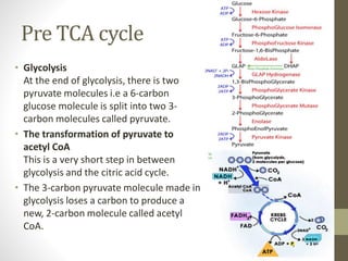 TCA cycle (Tricarboxylic acid cycle) | PDF