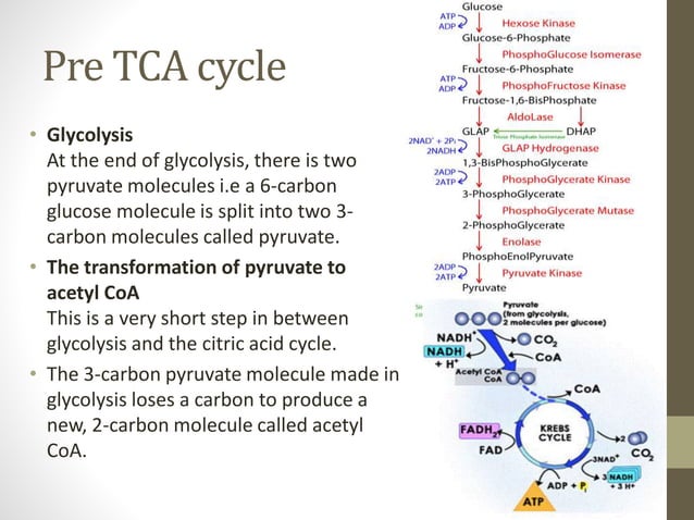 TCA cycle (Tricarboxylic acid cycle) | PDF | Endocrine and Metabolic ...