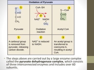 TCA cycle (Tricarboxylic acid cycle) | PDF