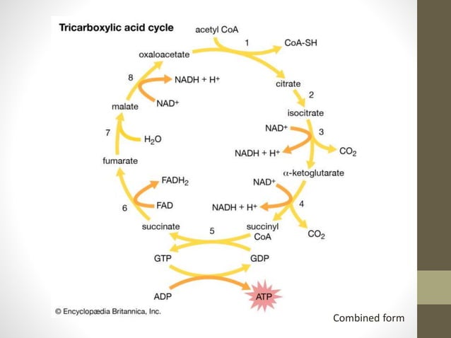 TCA cycle (Tricarboxylic acid cycle) | PDF | Endocrine and Metabolic ...