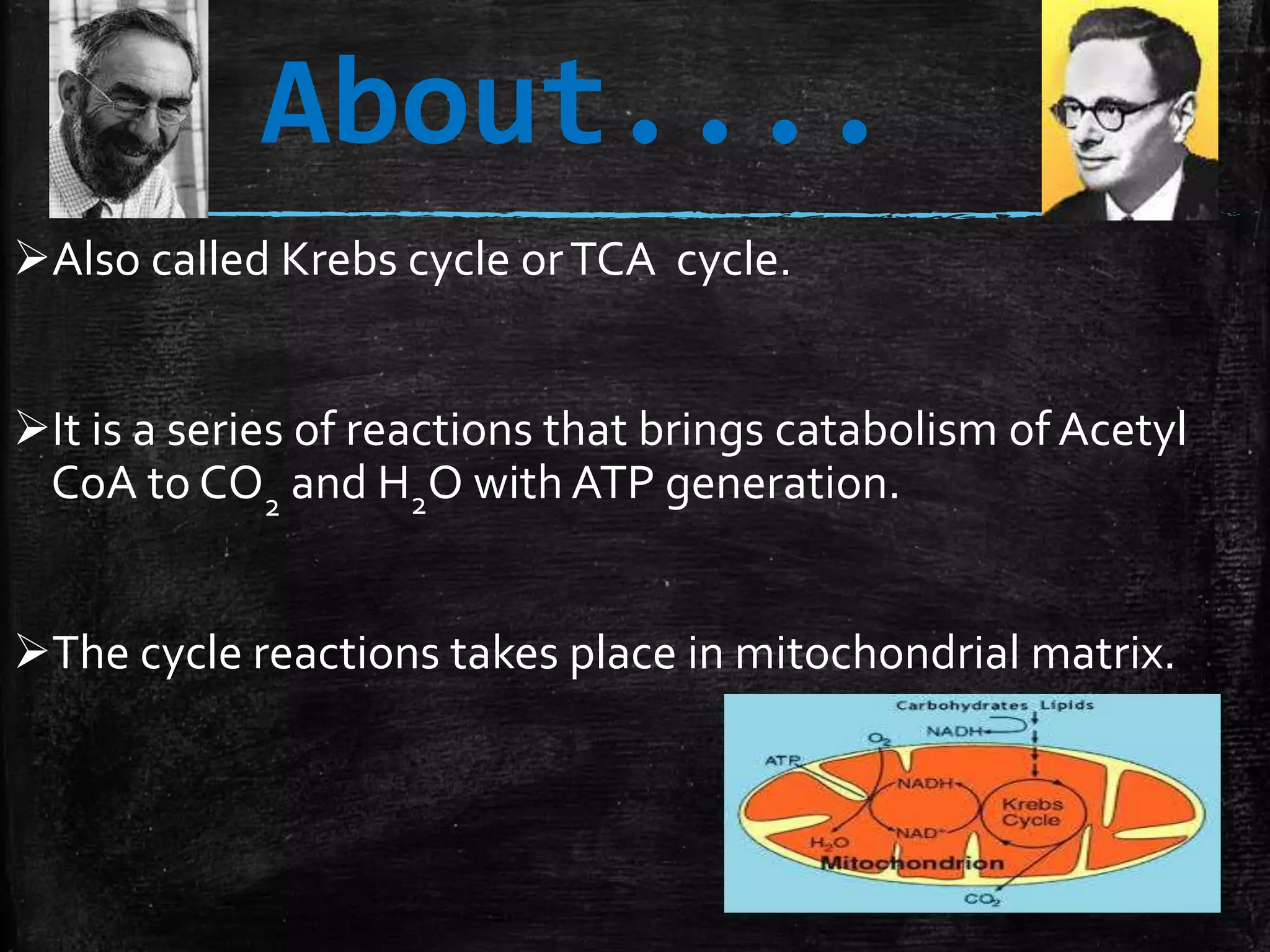 Tca cycle | PPT