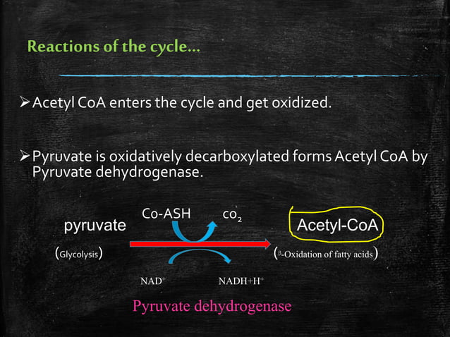 Tca cycle | PPT