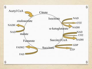 TCA Cycle by @Sana_Haroon | PPT