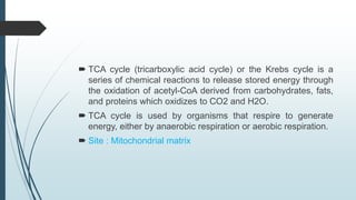 TCA CYCLE.pptx