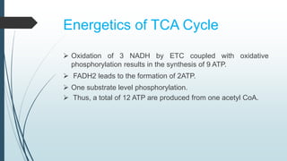 TCA CYCLE.pptx