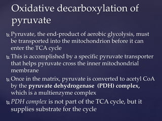 Krebs cycle/Citric acid cycle | PPT