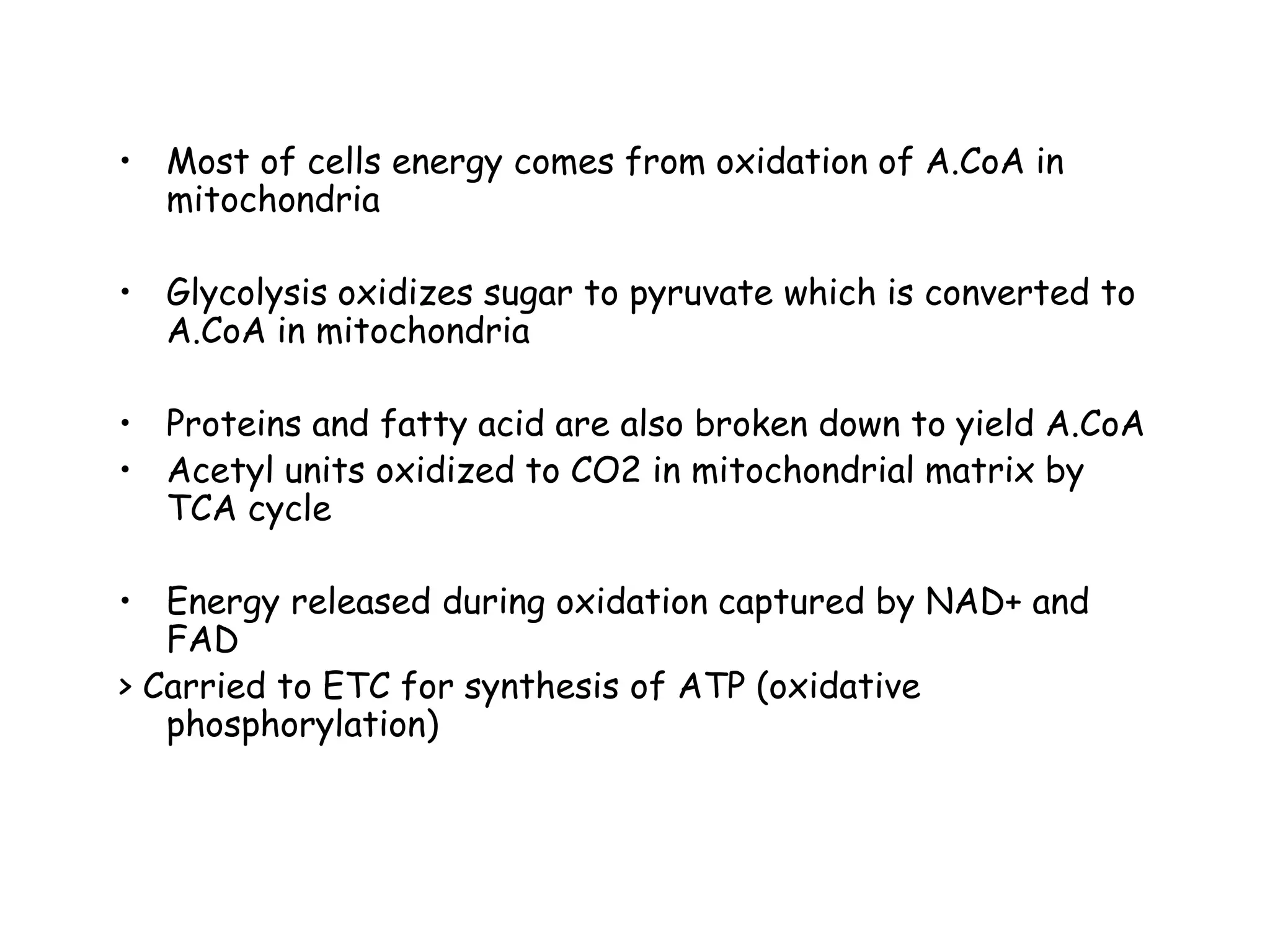 TCA Cycle.ppt