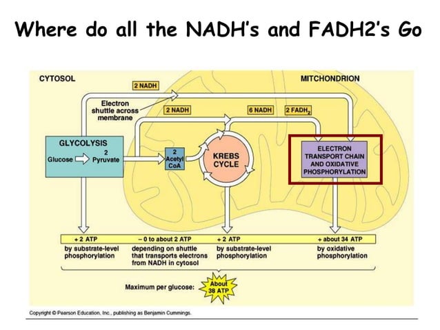 TCA Cycle.ppt