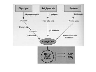 TCA Cycle.ppt