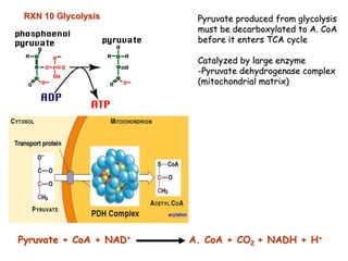 TCA Cycle.ppt