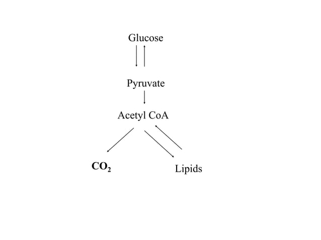 TCA Cycle.ppt
