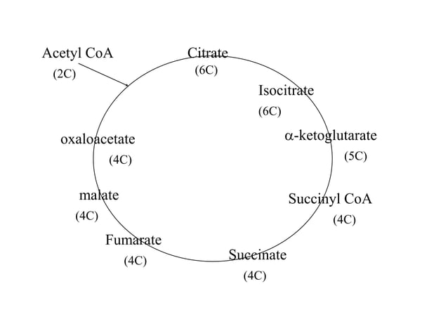 Tca Cycleppt