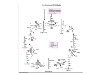 TCA cycle citric acid cycle krebs cycle. | PPTX
