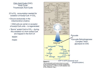 TCA cycle citric acid cycle krebs cycle. | PPTX