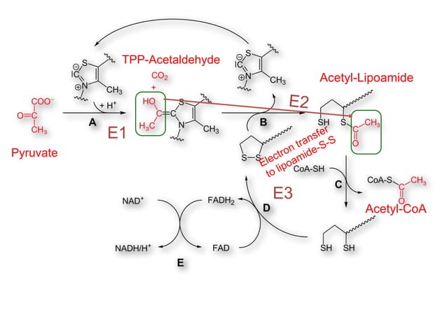 TCA cycle citric acid cycle krebs cycle. | PPT